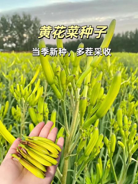 金针菜和黄花菜的区别_金针菜就是黄花菜吗-第1张图片-山城妙识 金针菜和黄花菜的区别_金针菜就是黄花菜吗-第1张图片-山城妙识