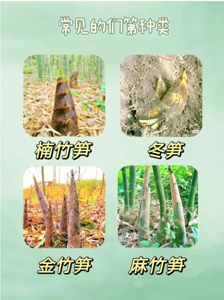 笋的种类有哪些_如何挑选新鲜笋-第1张图片-山城妙识 笋的种类有哪些_如何挑选新鲜笋-第1张图片-山城妙识