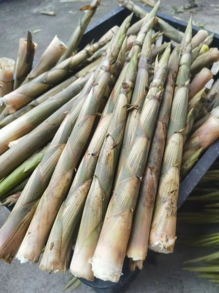 笋的种类有哪些_如何挑选新鲜笋-第3张图片-山城妙识 笋的种类有哪些_如何挑选新鲜笋-第3张图片-山城妙识