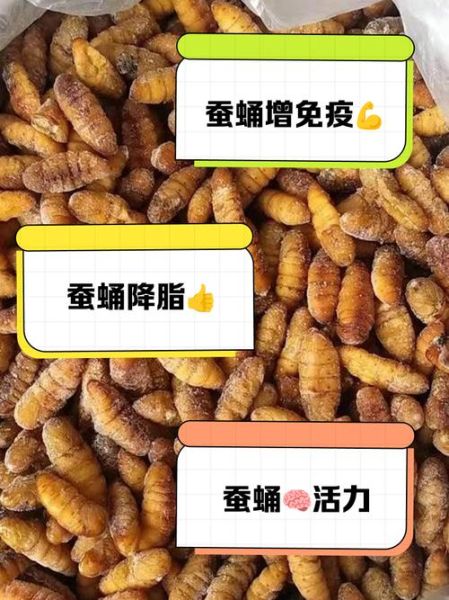 小蚕蛹的功效与作用_小蚕蛹怎么吃最营养-第2张图片-山城妙识 小蚕蛹的功效与作用_小蚕蛹怎么吃最营养-第2张图片-山城妙识