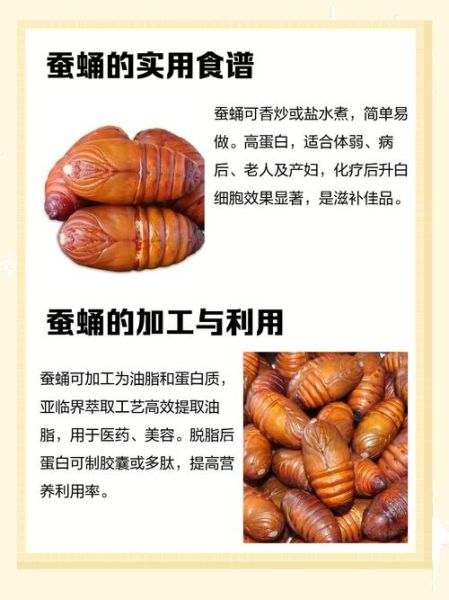 小蚕蛹的功效与作用_小蚕蛹怎么吃最营养-第3张图片-山城妙识 小蚕蛹的功效与作用_小蚕蛹怎么吃最营养-第3张图片-山城妙识