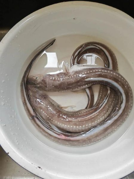 七星鳗鱼多少钱一斤_七星鳗鱼价格行情-第2张图片-山城妙识 七星鳗鱼多少钱一斤_七星鳗鱼价格行情-第2张图片-山城妙识