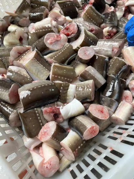 七星鳗鱼多少钱一斤_七星鳗鱼价格行情-第1张图片-山城妙识 七星鳗鱼多少钱一斤_七星鳗鱼价格行情-第1张图片-山城妙识