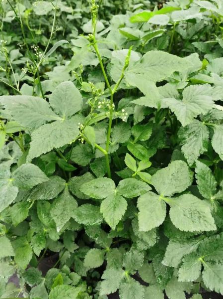 鸭儿芹怎么吃_鸭儿芹的做法大全-第1张图片-山城妙识 鸭儿芹怎么吃_鸭儿芹的做法大全-第1张图片-山城妙识