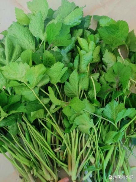 鸭儿芹怎么吃_鸭儿芹的做法大全-第2张图片-山城妙识 鸭儿芹怎么吃_鸭儿芹的做法大全-第2张图片-山城妙识