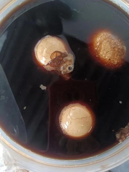 醋泡蛋的功效与作用_醋泡蛋的正确吃法-第3张图片-山城妙识