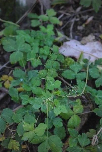 鸭儿芹怎么吃_鸭儿芹的做法大全-第3张图片-山城妙识 鸭儿芹怎么吃_鸭儿芹的做法大全-第3张图片-山城妙识