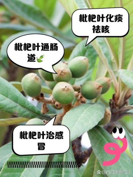 枇杷叶的功效与作用是什么_枇杷叶能治什么病-第3张图片-山城妙识 枇杷叶的功效与作用是什么_枇杷叶能治什么病-第3张图片-山城妙识