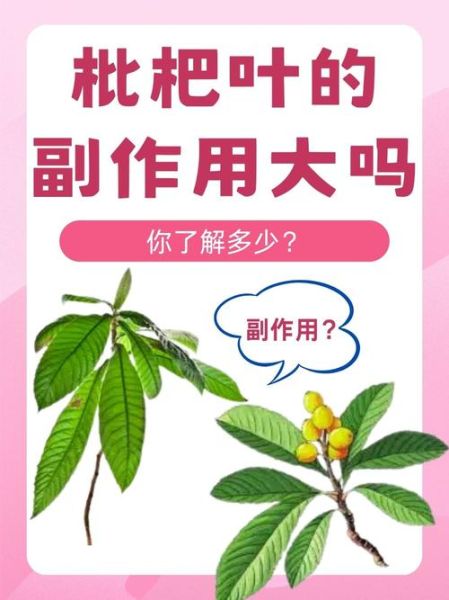 枇杷叶的功效与作用是什么_枇杷叶能治什么病-第2张图片-山城妙识 枇杷叶的功效与作用是什么_枇杷叶能治什么病-第2张图片-山城妙识