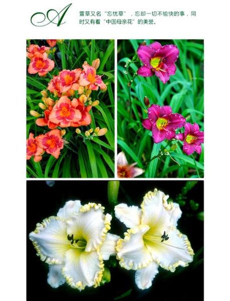 大花萱草怎么养_大花萱草耐寒吗-第2张图片-山城妙识