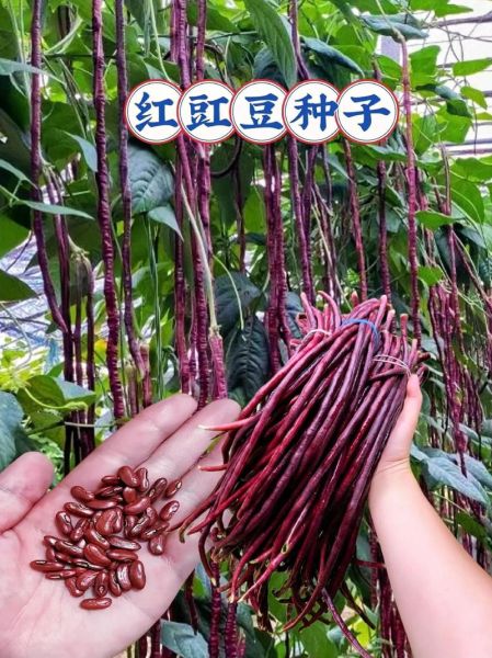 红豇豆的功效与作用_红豇豆怎么吃最营养-第3张图片-山城妙识 红豇豆的功效与作用_红豇豆怎么吃最营养-第3张图片-山城妙识