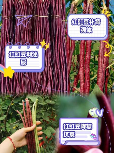 红豇豆的功效与作用_红豇豆怎么吃最营养-第1张图片-山城妙识 红豇豆的功效与作用_红豇豆怎么吃最营养-第1张图片-山城妙识