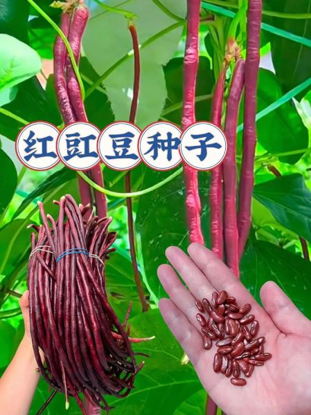 红豇豆的功效与作用_红豇豆怎么吃最营养-第2张图片-山城妙识 红豇豆的功效与作用_红豇豆怎么吃最营养-第2张图片-山城妙识