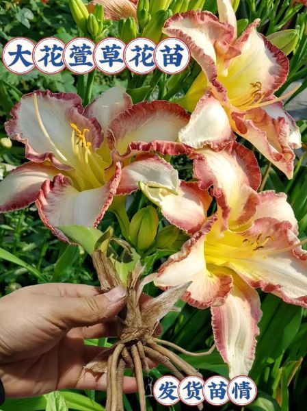 大花萱草怎么养_大花萱草耐寒吗-第1张图片-山城妙识