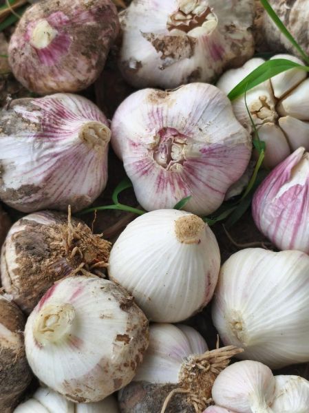 蒜的拼音怎么读_蒜的拼音和意思是什么-第3张图片-山城妙识