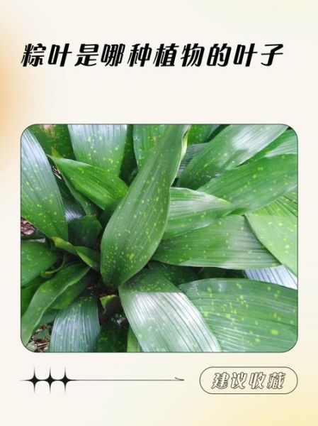 包粽子用什么叶子最好_粽叶怎么选才香-第2张图片-山城妙识