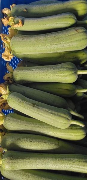 广东丝瓜的功效与作用是什么_广东丝瓜怎么吃最养生-第2张图片-山城妙识