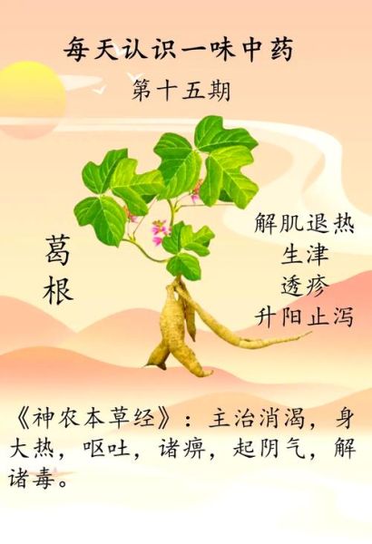 葛根的作用与功能主治_葛根能降血压吗-第1张图片-山城妙识 葛根的作用与功能主治_葛根能降血压吗-第1张图片-山城妙识