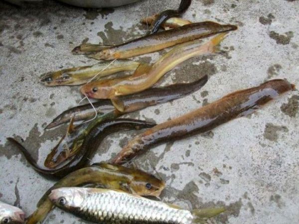 镰刀鱼是什么鱼_镰刀鱼图片长什么样-第2张图片-山城妙识