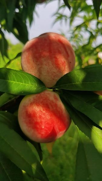 水蜜桃几月份成熟_水蜜桃什么时候最好吃-第1张图片-山城妙识 水蜜桃几月份成熟_水蜜桃什么时候最好吃-第1张图片-山城妙识