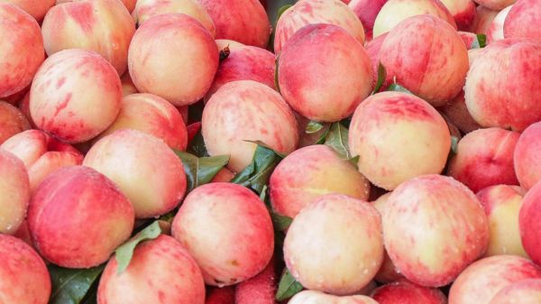 水蜜桃几月份成熟_水蜜桃什么时候最好吃-第3张图片-山城妙识 水蜜桃几月份成熟_水蜜桃什么时候最好吃-第3张图片-山城妙识