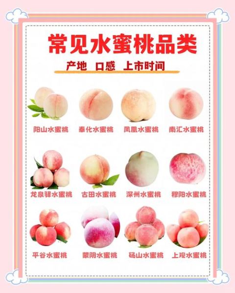 水蜜桃几月份成熟_水蜜桃什么时候最好吃-第2张图片-山城妙识 水蜜桃几月份成熟_水蜜桃什么时候最好吃-第2张图片-山城妙识