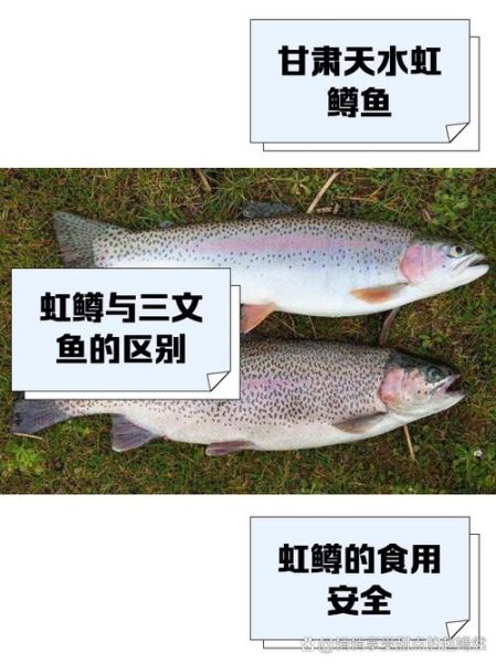 虹鳟鱼多少钱一斤_虹鳟鱼价格为什么差距大-第1张图片-山城妙识