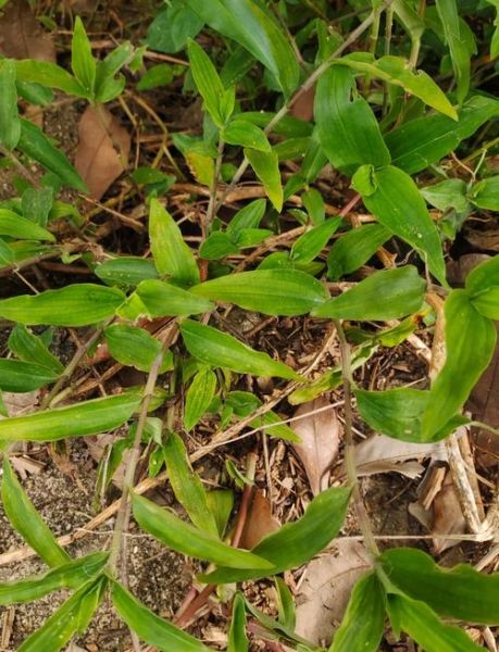 鸭跖草怎么读_鸭跖草的功效与作用-第1张图片-山城妙识