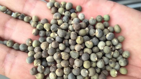 黄秋葵种子多少钱一斤_黄秋葵种子批发价格表-第1张图片-山城妙识 黄秋葵种子多少钱一斤_黄秋葵种子批发价格表-第1张图片-山城妙识