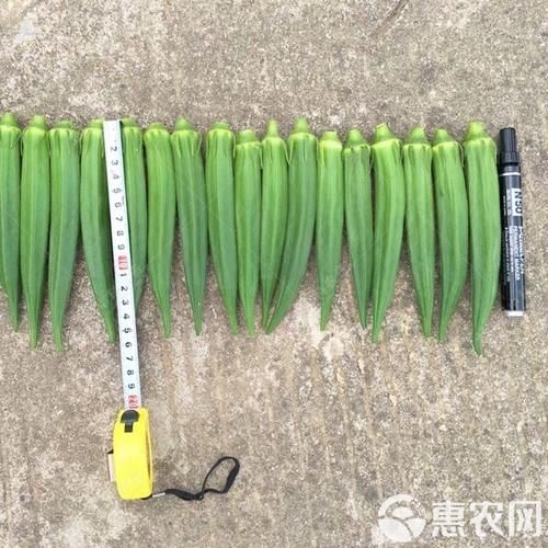 黄秋葵种子多少钱一斤_黄秋葵种子批发价格表-第2张图片-山城妙识 黄秋葵种子多少钱一斤_黄秋葵种子批发价格表-第2张图片-山城妙识