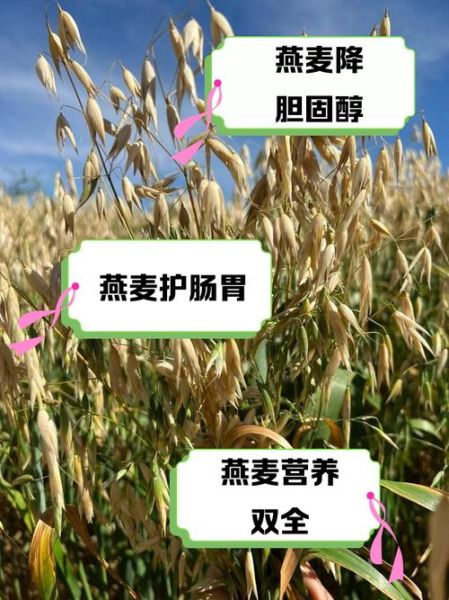 燕麦的功效与作用禁忌_燕麦怎么吃才健康-第1张图片-山城妙识 燕麦的功效与作用禁忌_燕麦怎么吃才健康-第1张图片-山城妙识