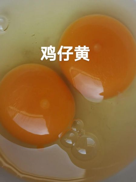 鸡子黄是什么东西_鸡子黄的功效与作用-第1张图片-山城妙识 鸡子黄是什么东西_鸡子黄的功效与作用-第1张图片-山城妙识