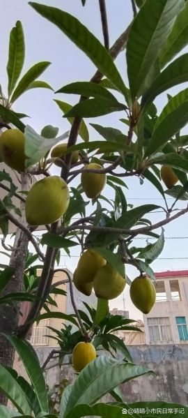 鸡蛋果树长什么样_鸡蛋果树几年结果-第1张图片-山城妙识 鸡蛋果树长什么样_鸡蛋果树几年结果-第1张图片-山城妙识