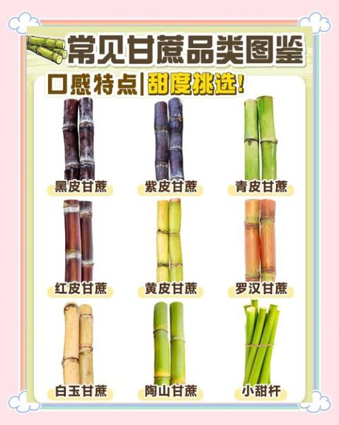 孕妇可以吃甘蔗吗_孕期吃甘蔗的注意事项-第1张图片-山城妙识 孕妇可以吃甘蔗吗_孕期吃甘蔗的注意事项-第1张图片-山城妙识