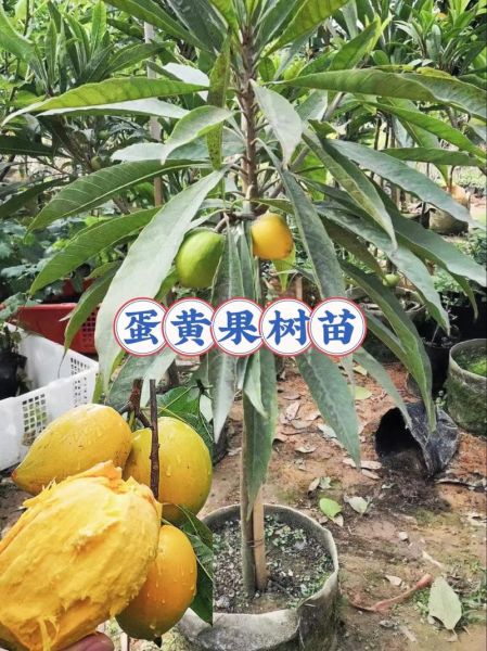 鸡蛋果树长什么样_鸡蛋果树几年结果-第2张图片-山城妙识 鸡蛋果树长什么样_鸡蛋果树几年结果-第2张图片-山城妙识