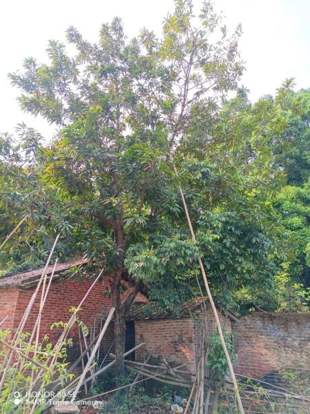 鸡蛋果树长什么样_鸡蛋果树几年结果-第3张图片-山城妙识 鸡蛋果树长什么样_鸡蛋果树几年结果-第3张图片-山城妙识