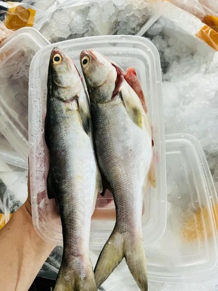 海鱼图片_常吃哪些海鱼最健康-第1张图片-山城妙识 海鱼图片_常吃哪些海鱼最健康-第1张图片-山城妙识