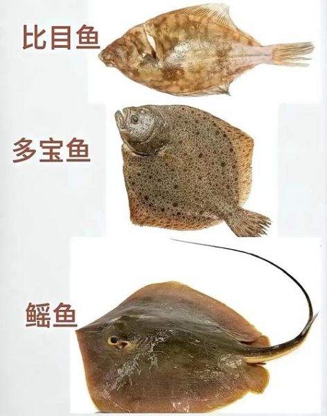 海鱼图片_常吃哪些海鱼最健康-第3张图片-山城妙识 海鱼图片_常吃哪些海鱼最健康-第3张图片-山城妙识