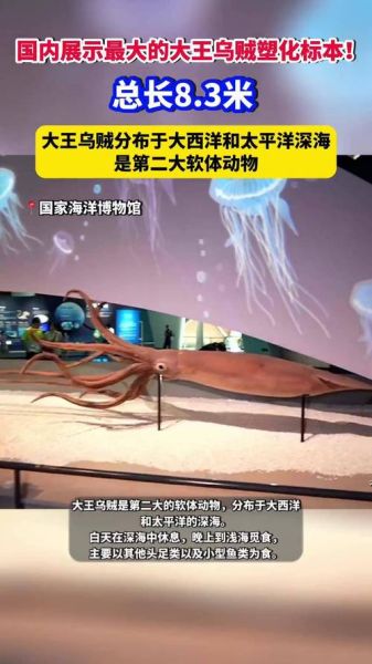霸王乌贼有多大_霸王乌贼真实存在吗-第2张图片-山城妙识
