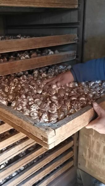 冬菇和香菇哪个贵_价格差异原因-第3张图片-山城妙识 冬菇和香菇哪个贵_价格差异原因-第3张图片-山城妙识