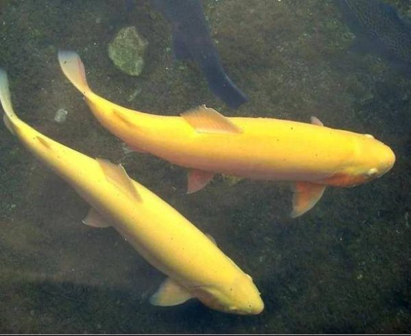 金鳟鱼可以生吃吗_金鳟鱼刺身安全吗-第1张图片-山城妙识