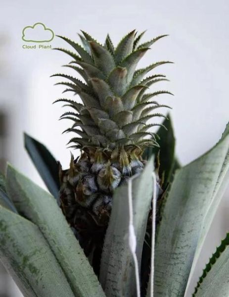 菠萝在爱情里代表什么_送菠萝有什么寓意-第2张图片-山城妙识 菠萝在爱情里代表什么_送菠萝有什么寓意-第2张图片-山城妙识