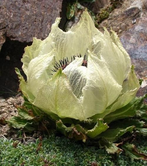 雪莲图片大全大图_雪莲长什么样-第1张图片-山城妙识