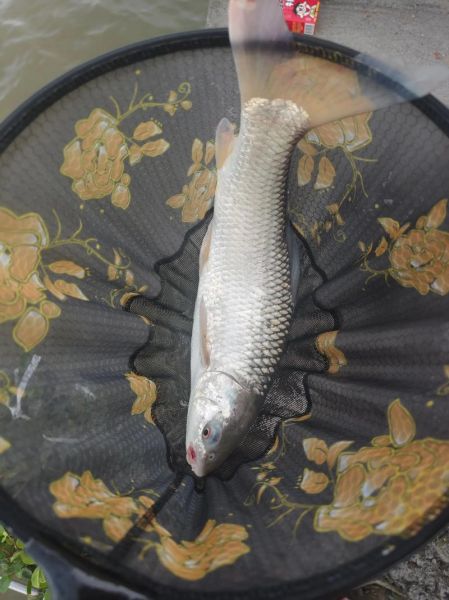 麦鲮鱼多少钱一斤_麦鲮鱼价格行情-第2张图片-山城妙识