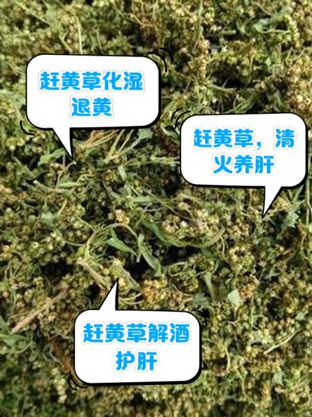 赶黄草的作用与功效_赶黄草可以长期喝吗-第1张图片-山城妙识 赶黄草的作用与功效_赶黄草可以长期喝吗-第1张图片-山城妙识