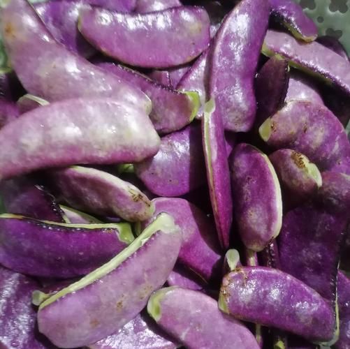 紫扁豆怎么炒_紫扁豆炒多久才熟-第1张图片-山城妙识