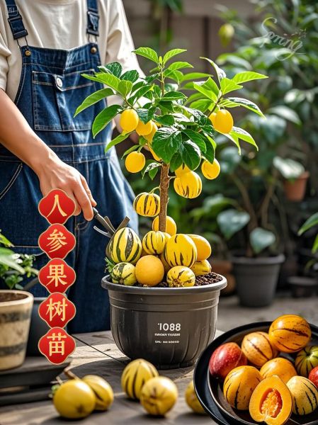 人参果树苗怎么种_人参果树苗几年结果-第1张图片-山城妙识