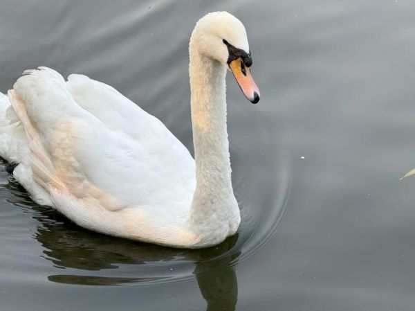 鹅图片怎么拍好看_鹅图片高清素材哪里找-第2张图片-山城妙识 鹅图片怎么拍好看_鹅图片高清素材哪里找-第2张图片-山城妙识