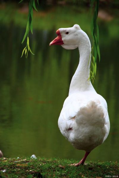 鹅图片怎么拍好看_鹅图片高清素材哪里找-第3张图片-山城妙识 鹅图片怎么拍好看_鹅图片高清素材哪里找-第3张图片-山城妙识