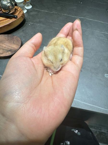 布丁仓鼠吃什么_布丁仓鼠不能吃什么-第1张图片-山城妙识 布丁仓鼠吃什么_布丁仓鼠不能吃什么-第1张图片-山城妙识